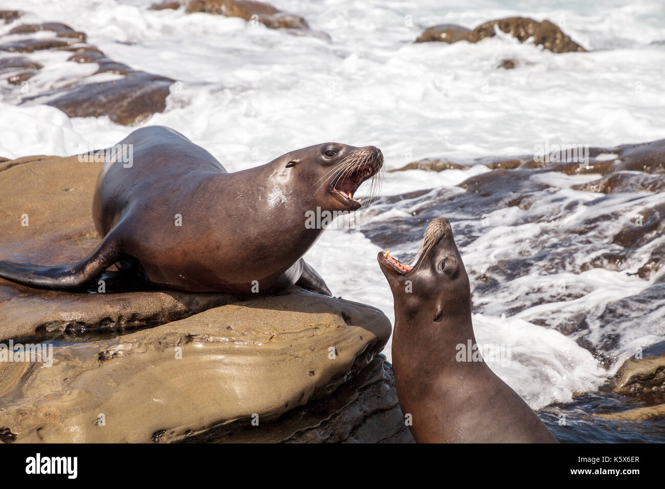 Arguing california sea lion hi-res stock photography and images - Alamy