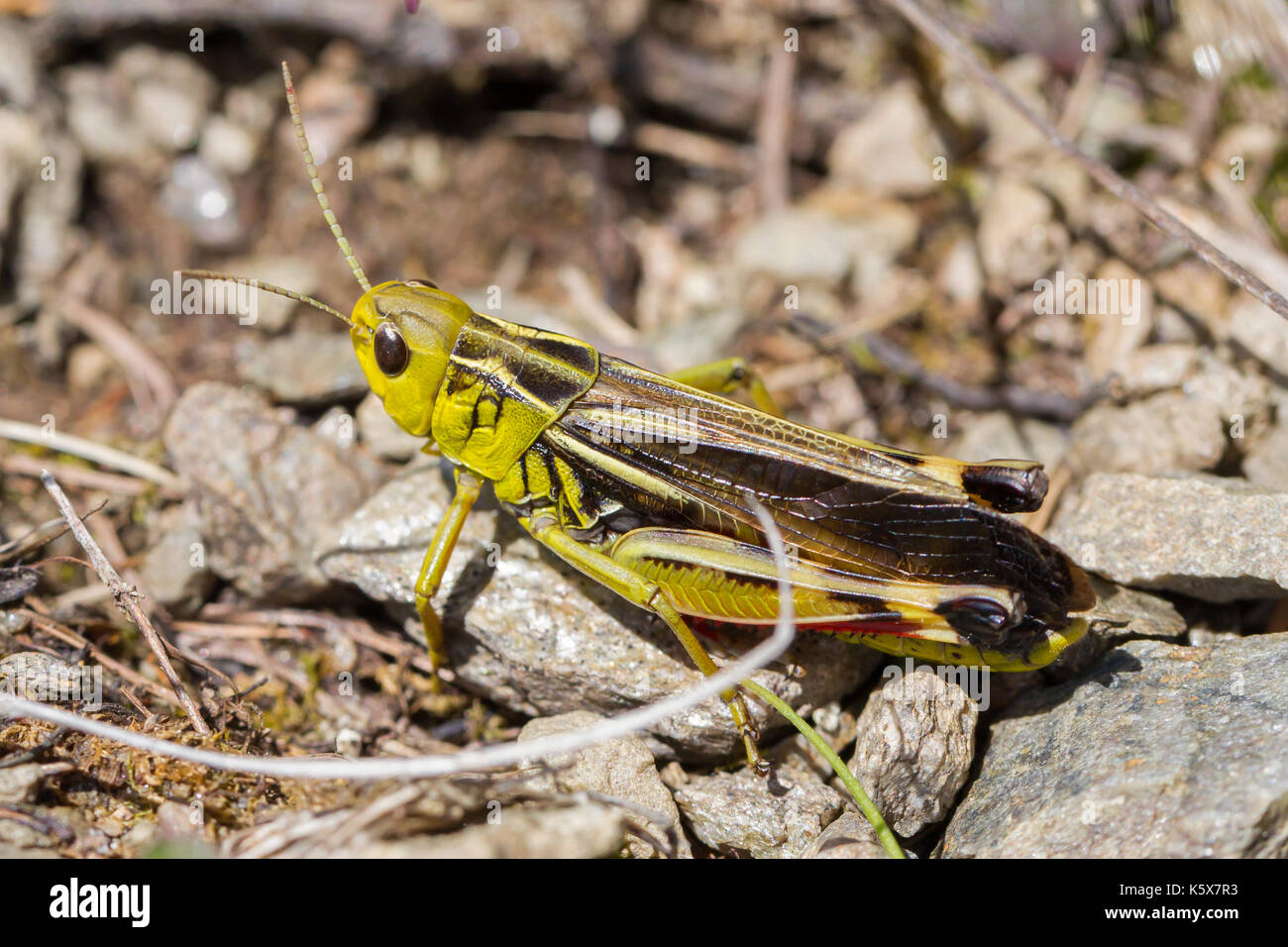 Small grasshopper in a garden in Austria Stock Photo - Alamy