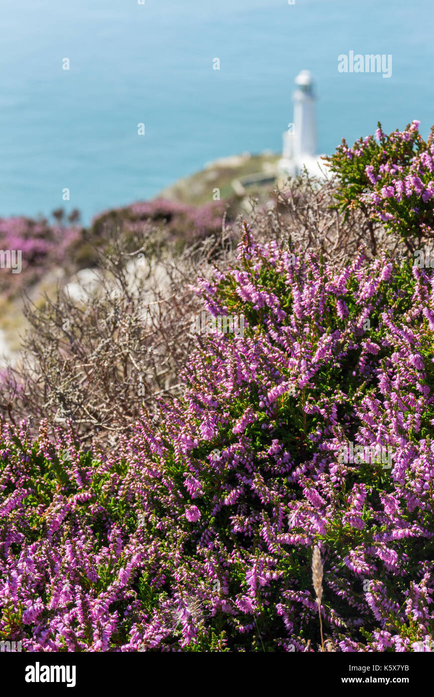 Purple heather with North Stack lighthouse, Anglesey, North Wales ...