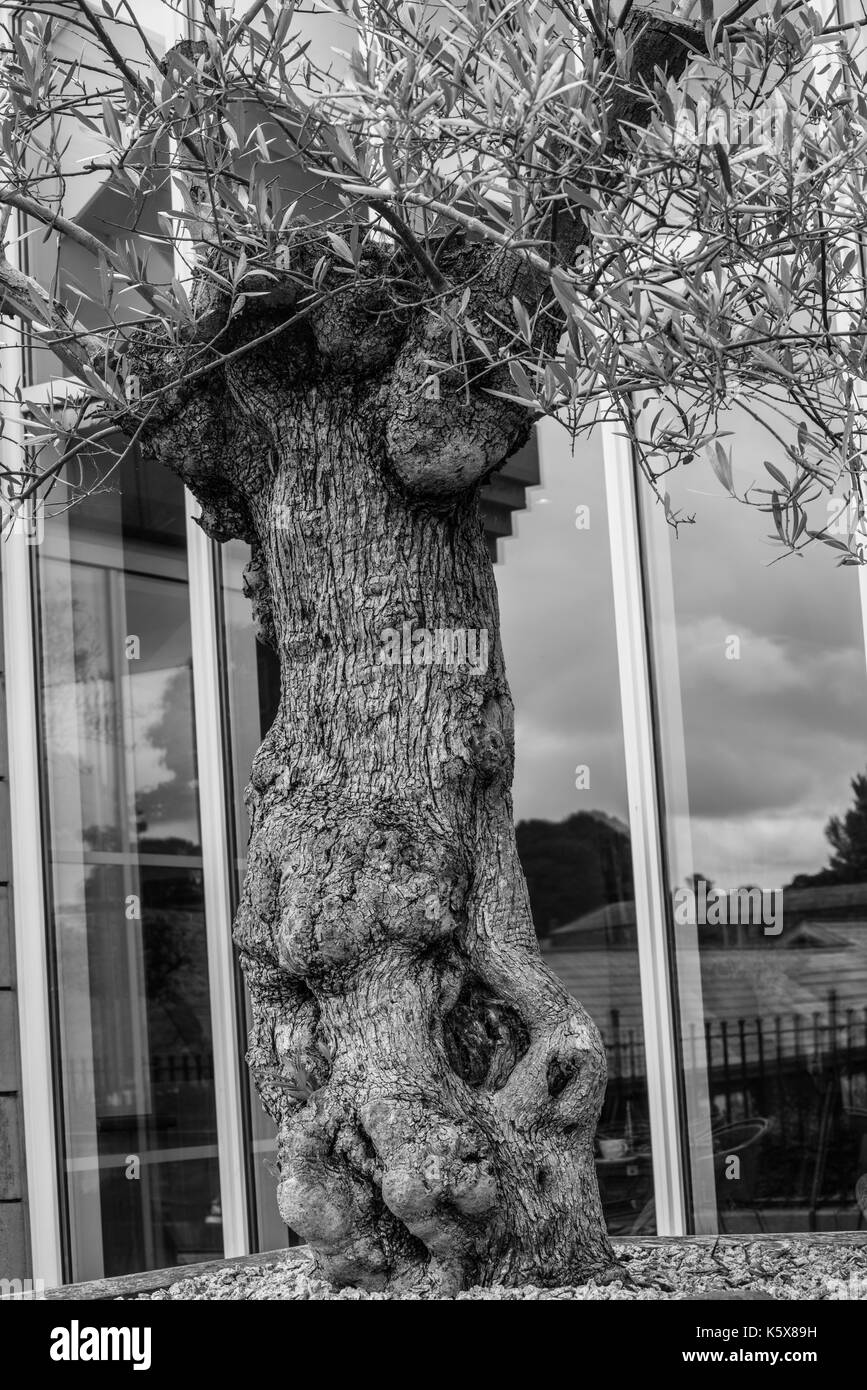 Tree growing out of window hi-res stock photography and images - Alamy