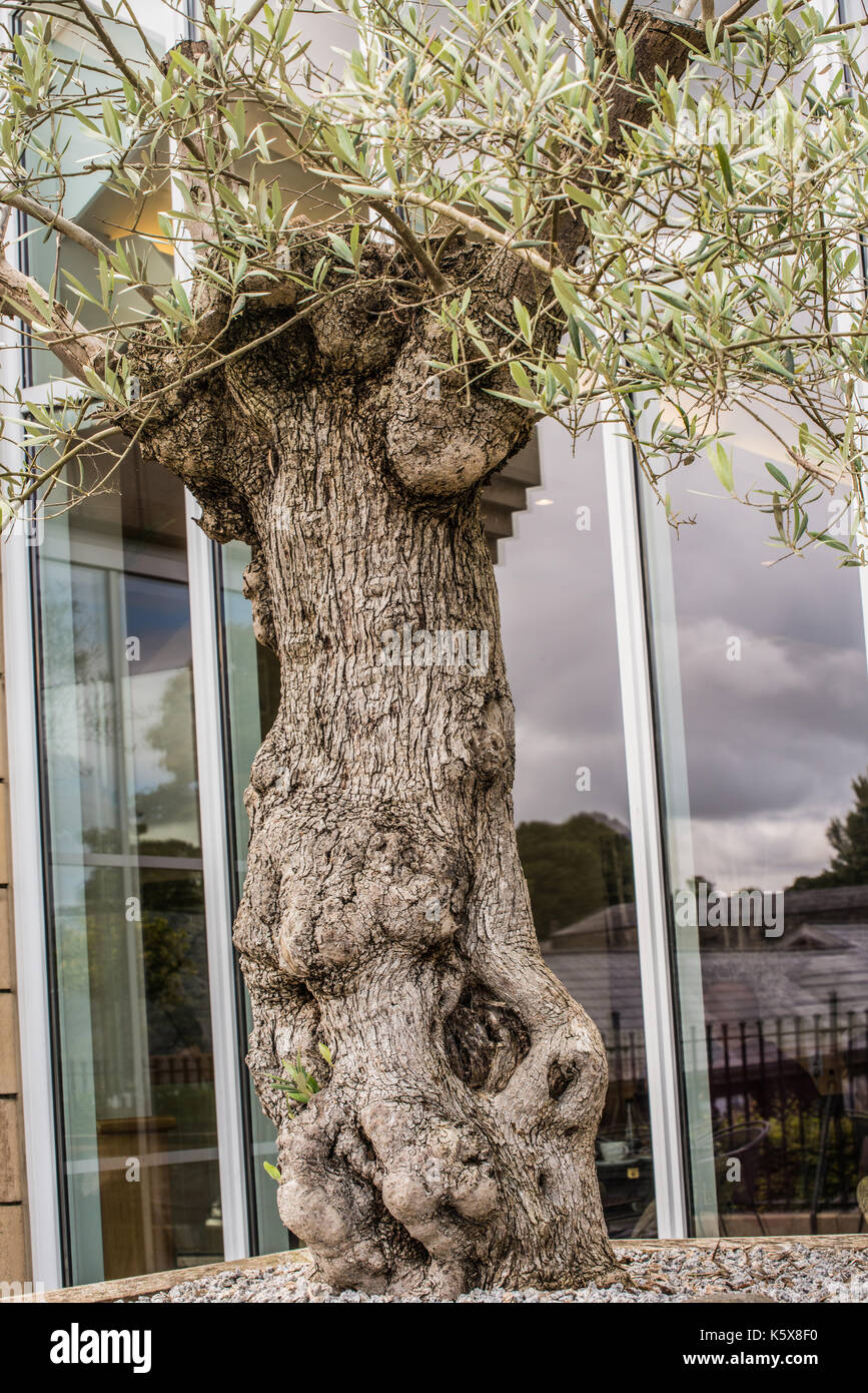 Tree at the window behind glass Ray Boswell Stock Photo - Alamy