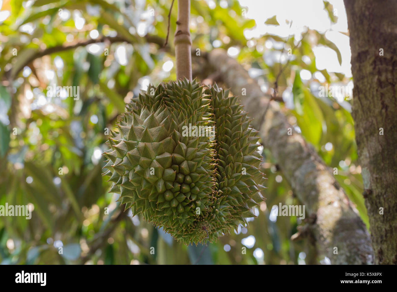 Durian tree hi-res stock photography and images - Alamy
