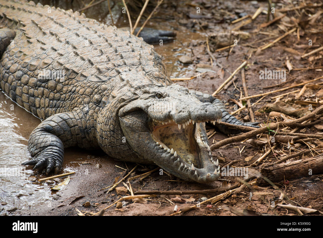 Nile crocodile at the sacred lake, Lake Antanavo, Madagascar Stock ...