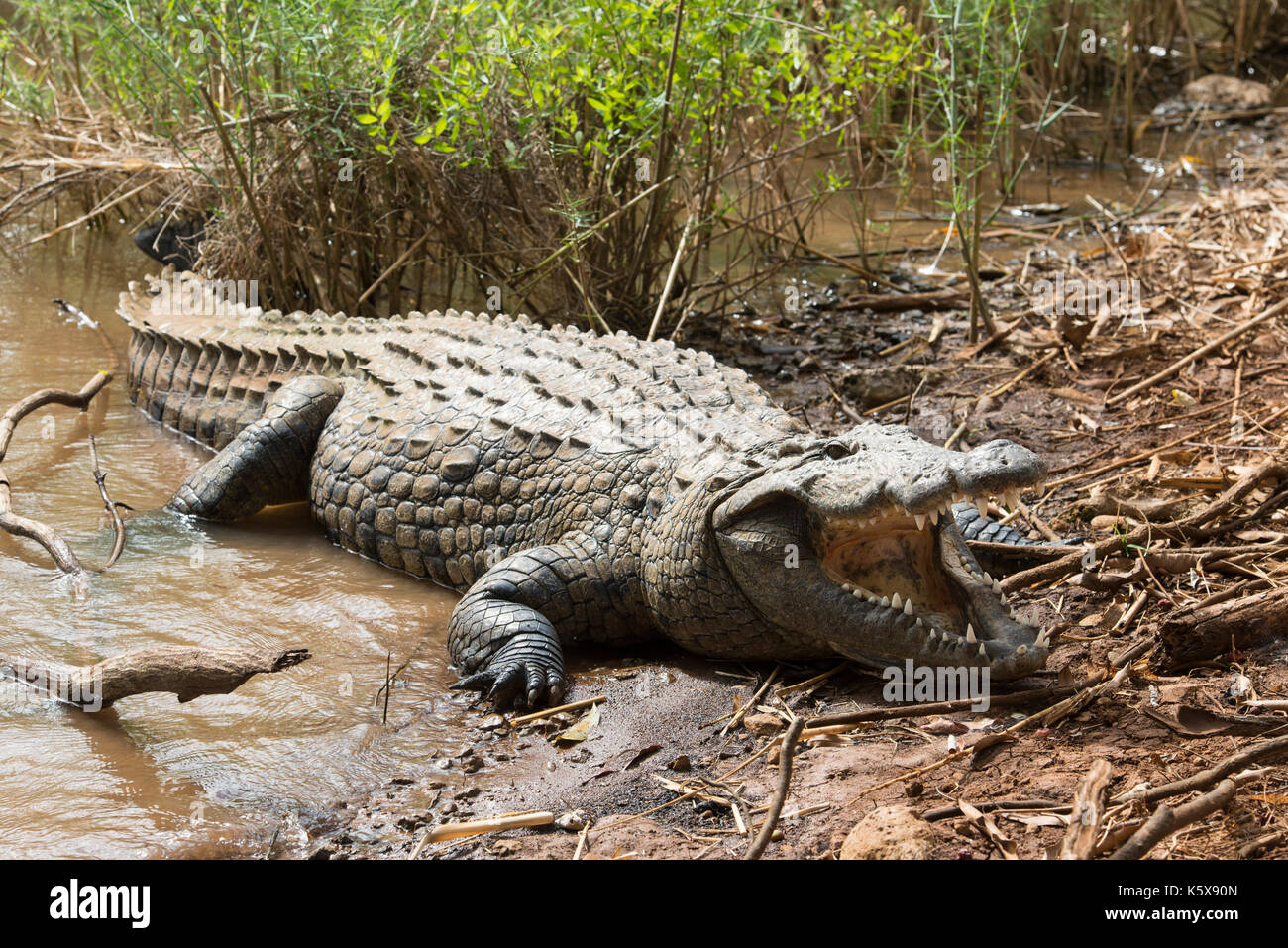 Nile crocodile at the sacred lake, Lake Antanavo, Madagascar Stock ...
