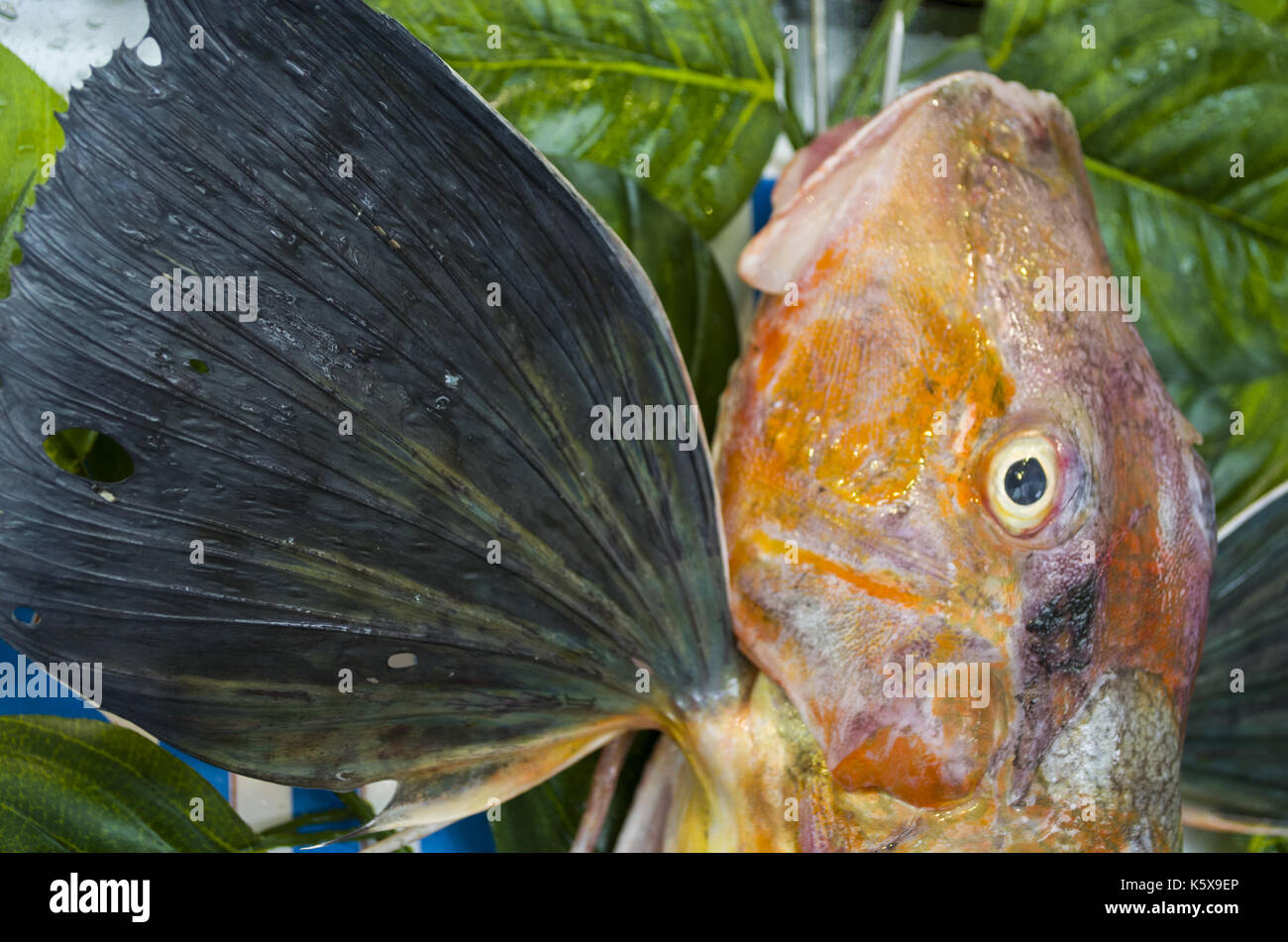 Big eye snapper hi-res stock photography and images - Alamy