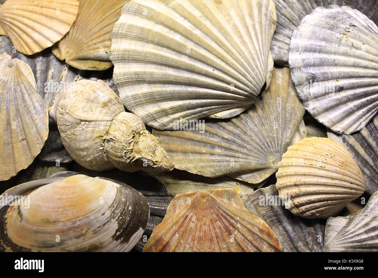 Scottish shells hi-res stock photography and images - Alamy