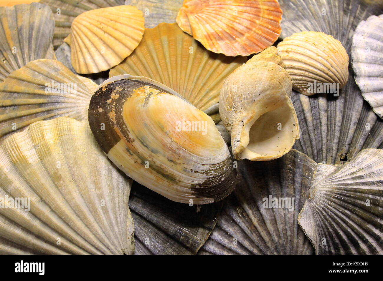 Scottish shells hi-res stock photography and images - Alamy