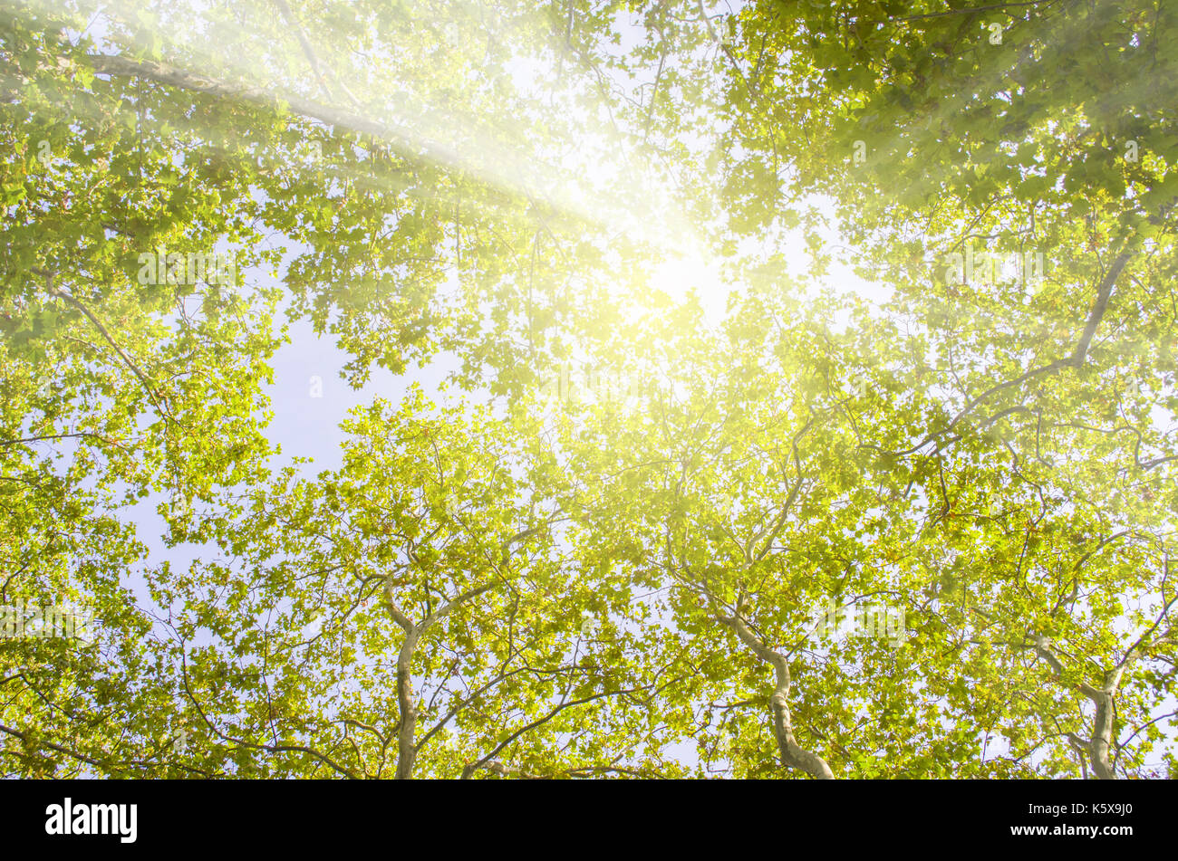 Warm rays of sunlight breaking through tree crowns in spring Stock ...
