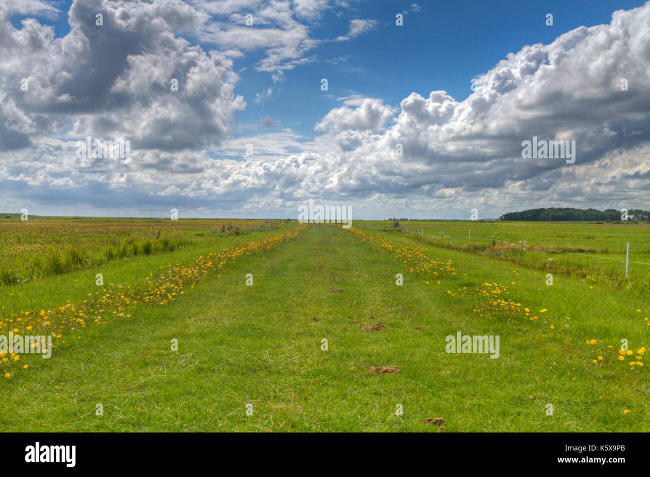 Long straight path through Dutch meadows Stock Photo - Alamy