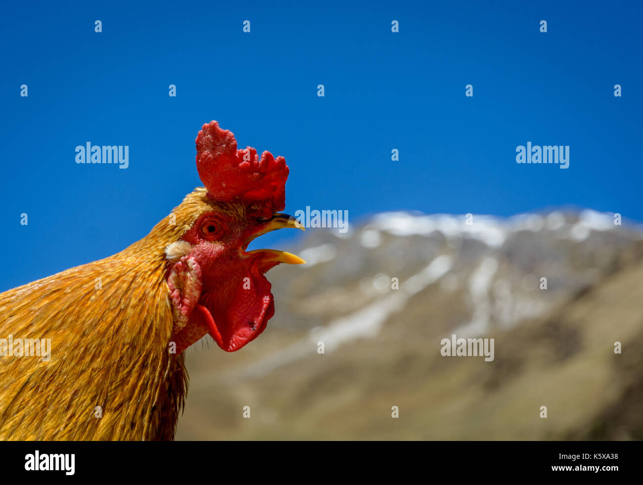 a red rooster sings the song on the farm in mountain Stock Photo - Alamy
