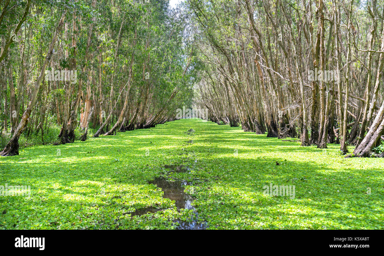 Melaleuca forest in sunny morning with a path melaleuca trees along ...
