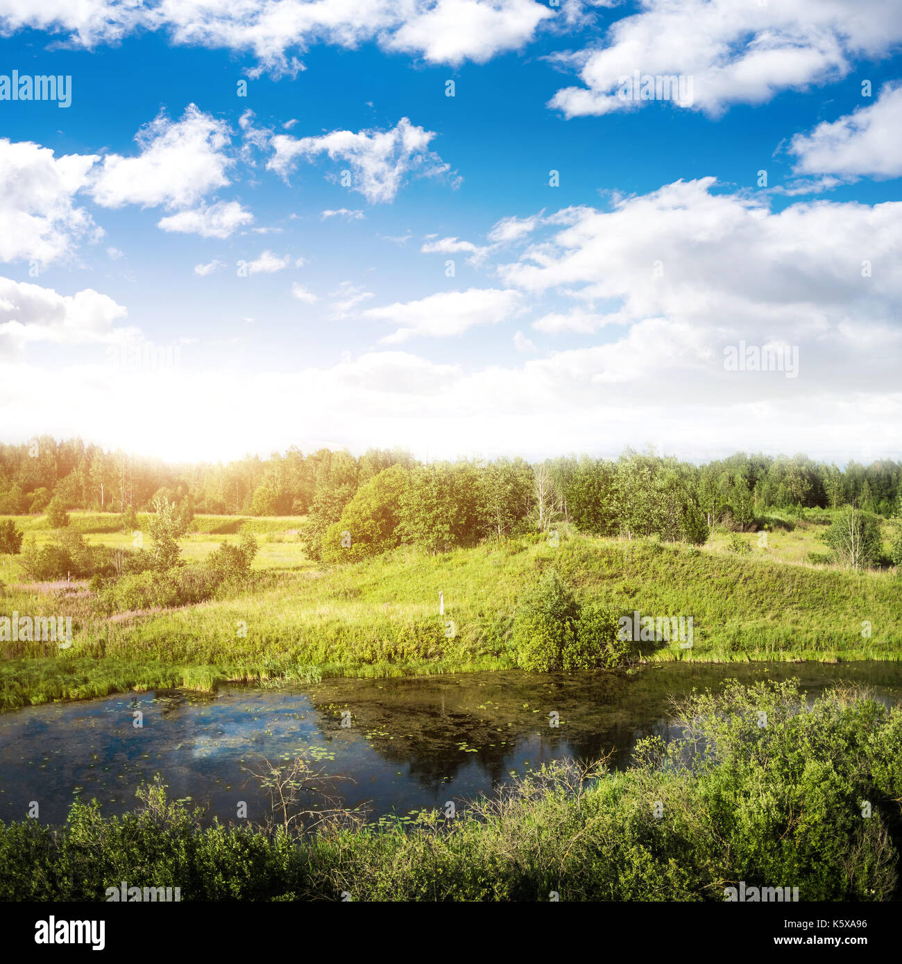 Wild meadows and forest Stock Photo - Alamy
