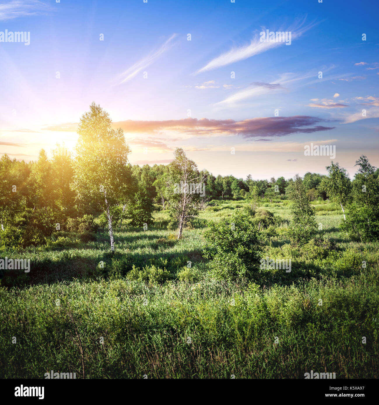 Beautiful park landscape Stock Photo - Alamy