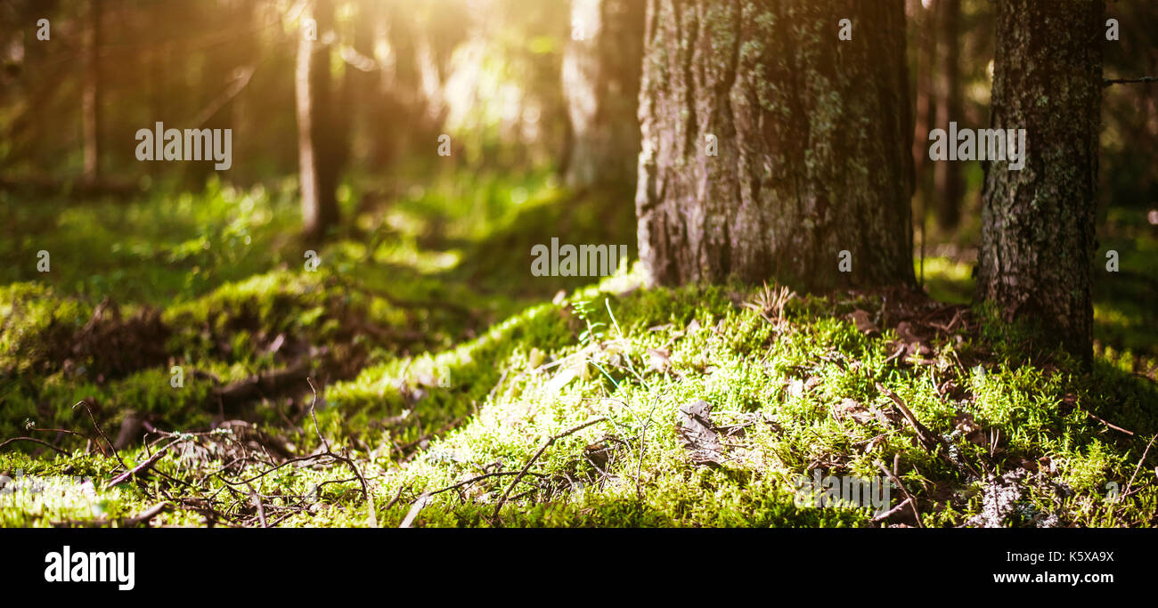 Forest bokeh background hi-res stock photography and images - Alamy