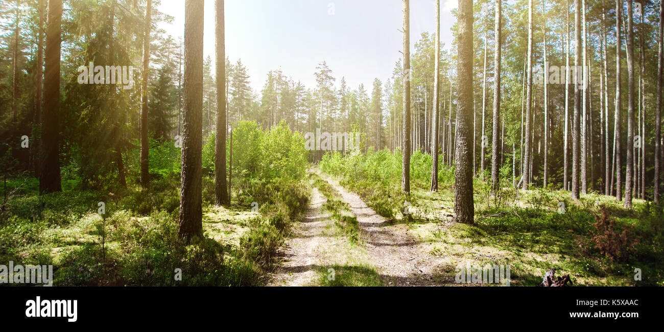Forest road outdoor landscape Stock Photo - Alamy