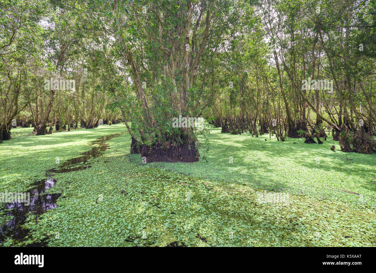 Cajeput tree hi-res stock photography and images - Alamy