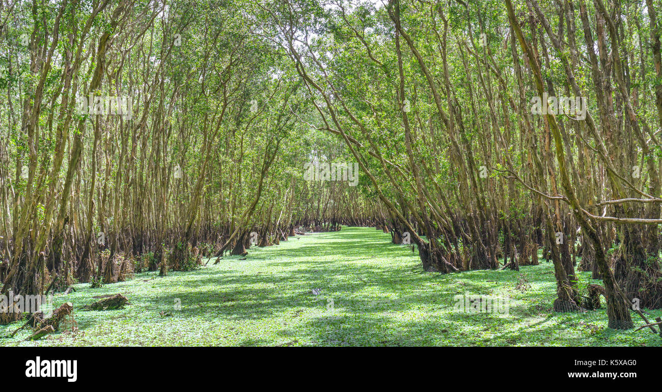 Cajeput tree hi-res stock photography and images - Alamy