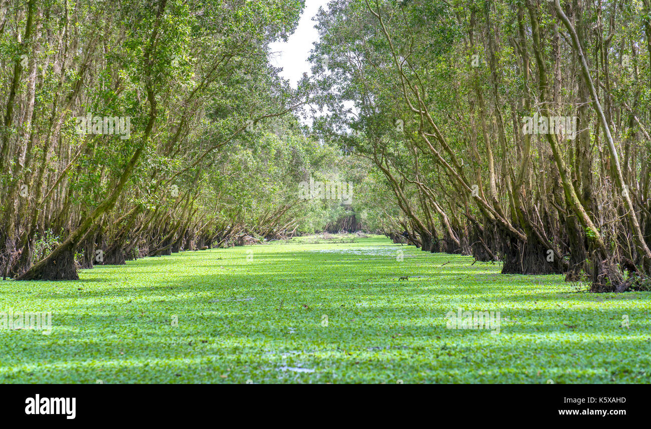 Cajeput tree hi-res stock photography and images - Alamy