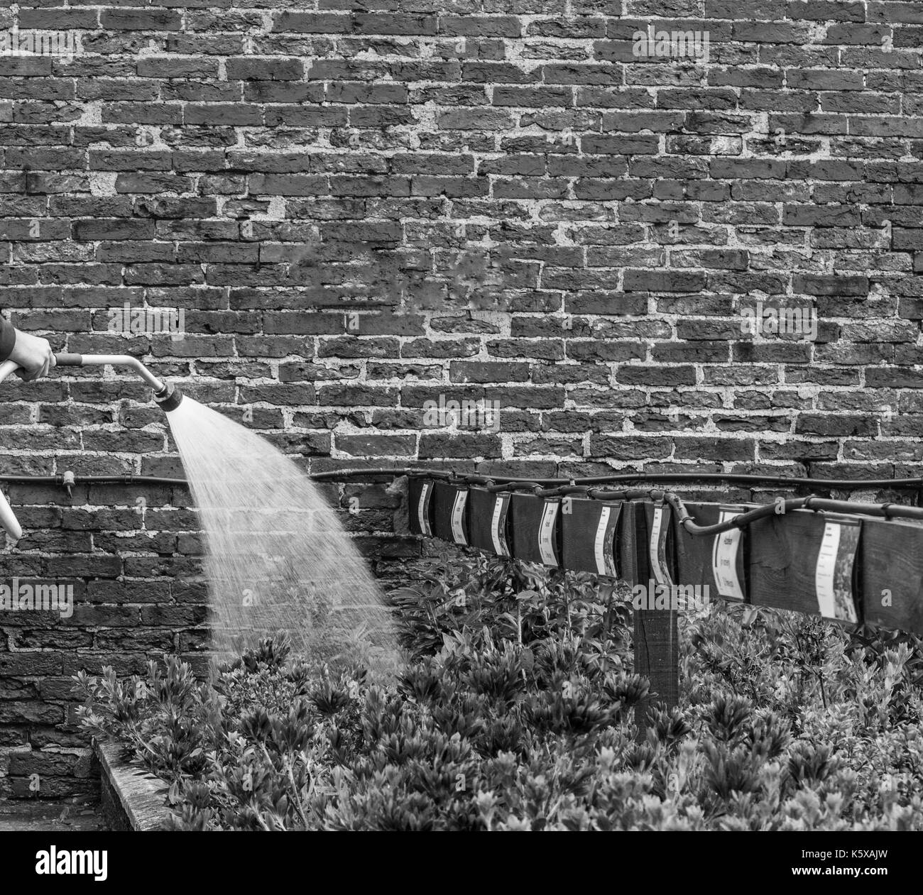 Small hose Black and White Stock Photos & Images - Alamy