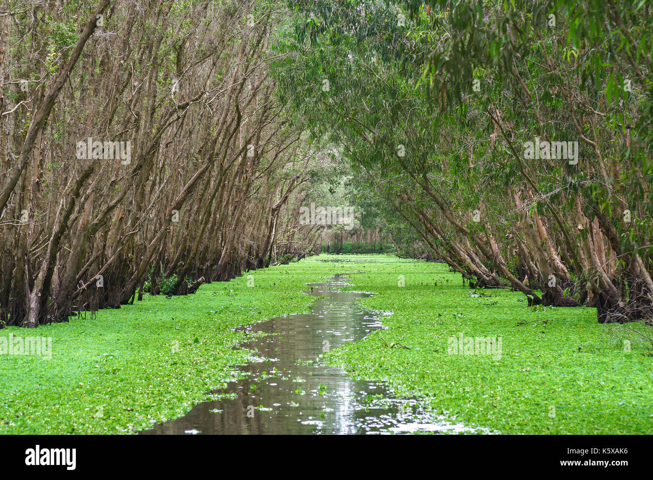 Cajeput tree hi-res stock photography and images - Alamy