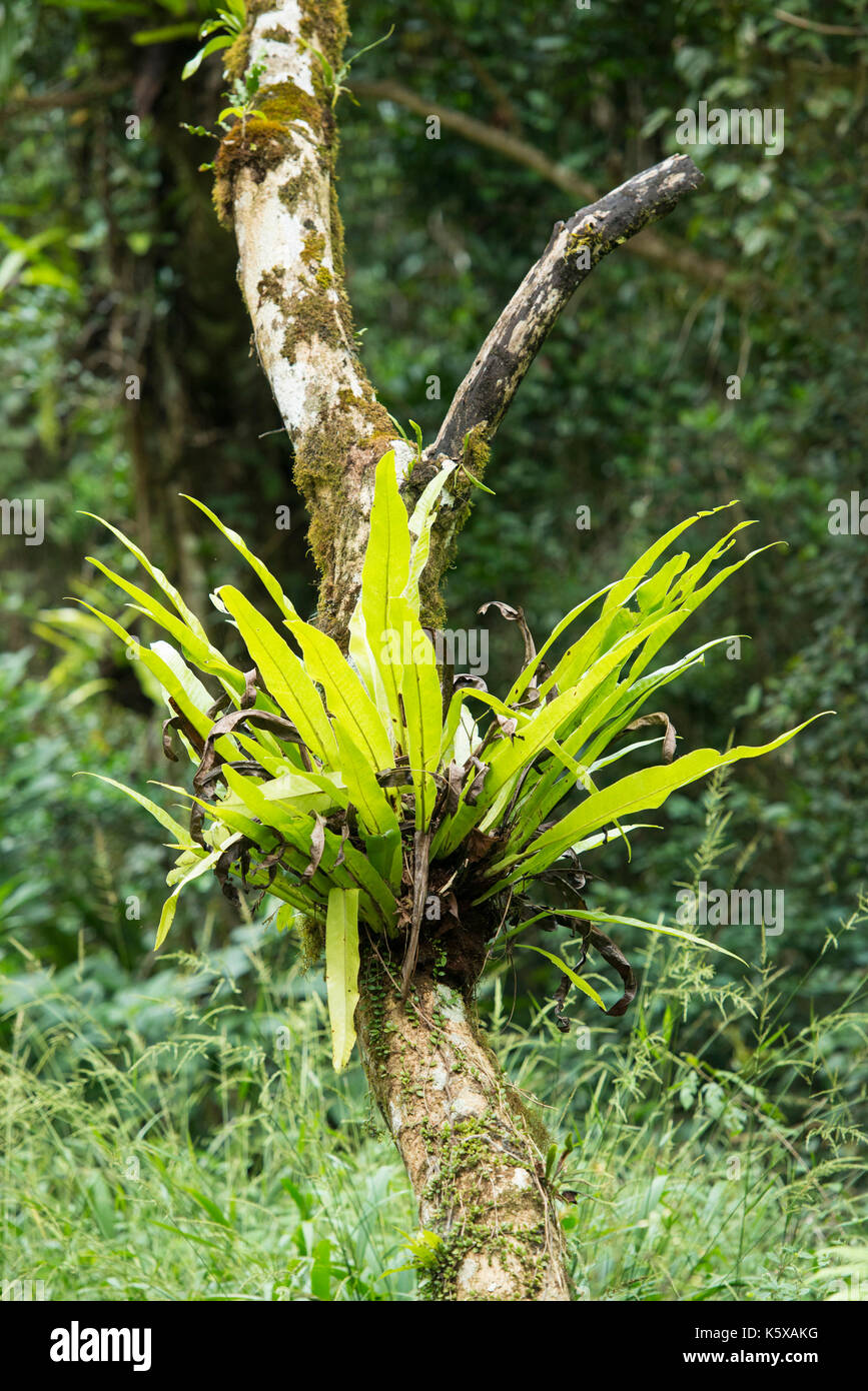 Bird's nest fern, Amber Mountain National Park, Madagascar Stock Photo ...