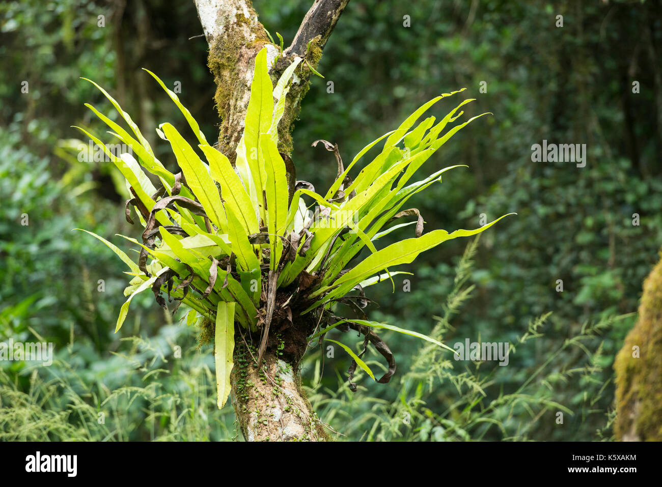 Bird's nest fern, Amber Mountain National Park, Madagascar Stock Photo ...