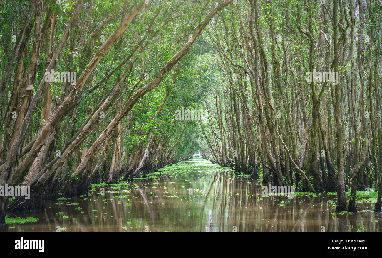 Cajeput tree hi-res stock photography and images - Alamy