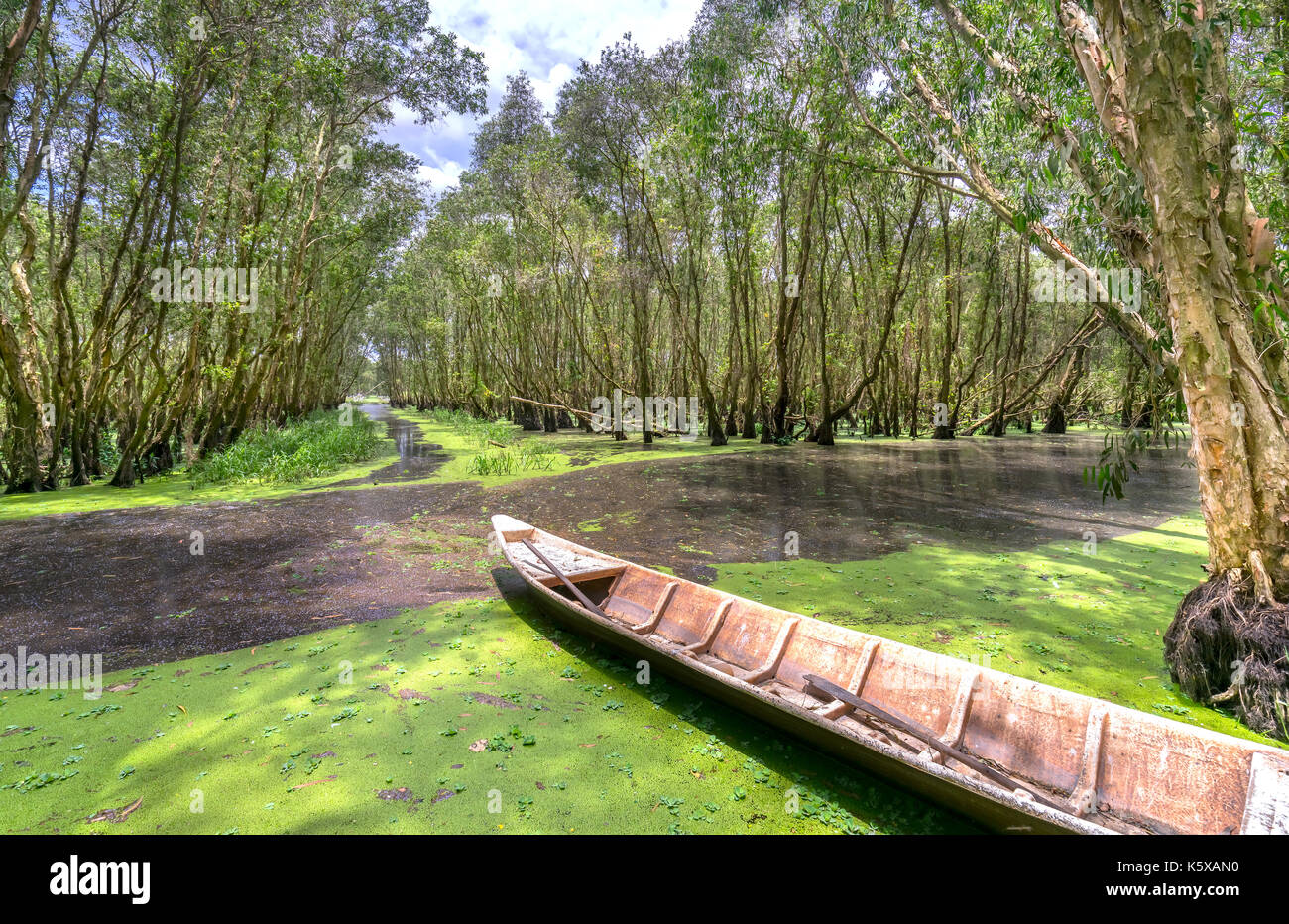 The wooden boat path leads to a beautiful sun-burned acacia forest in ...