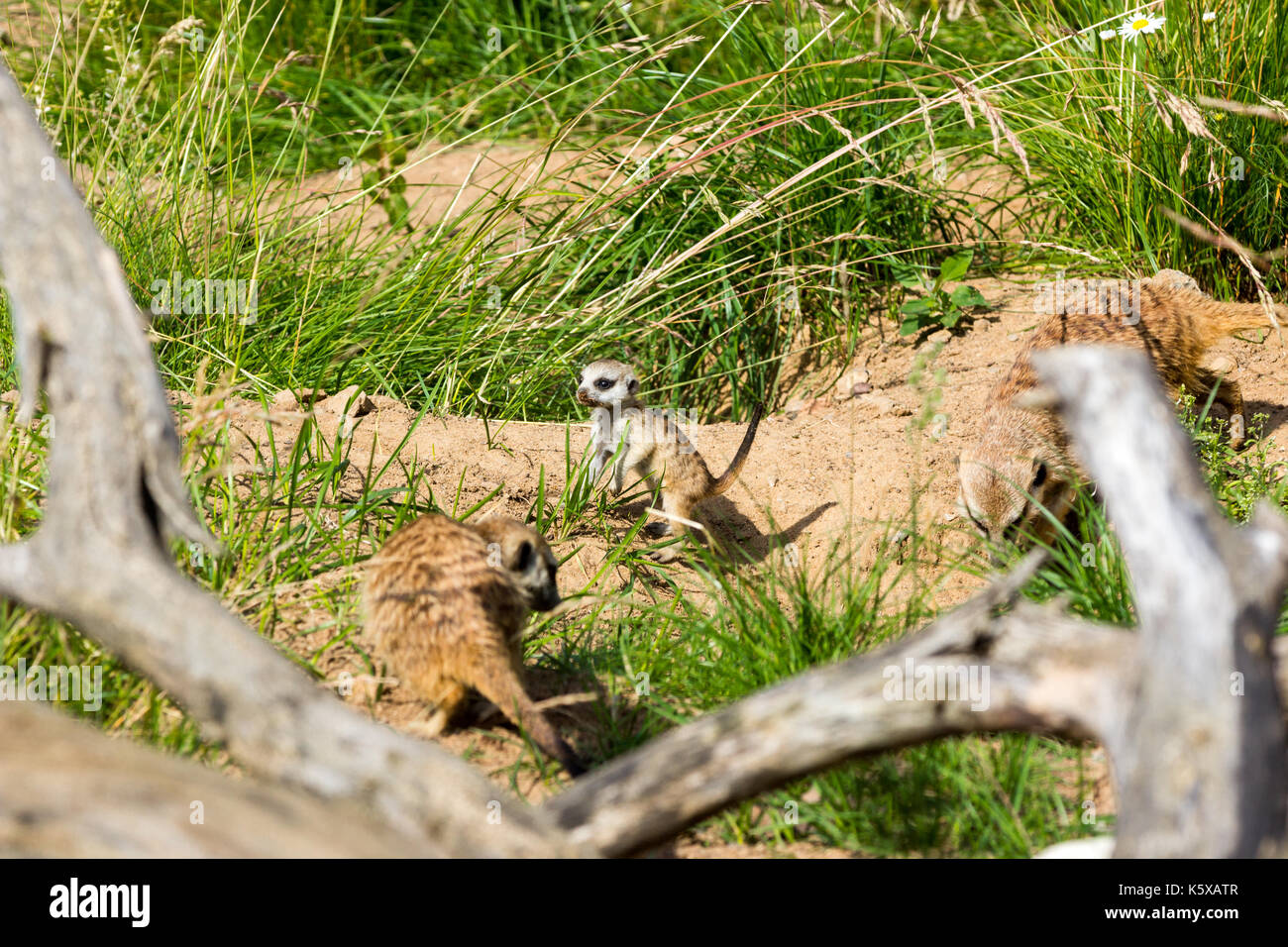 Meerkat hunting hi-res stock photography and images - Alamy