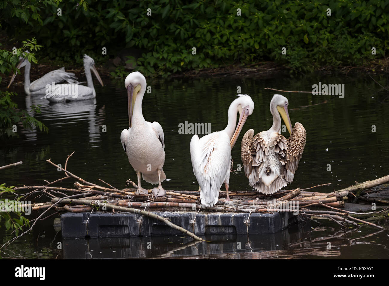 Group Great white pelican sits on a log in the lake Stock Photo - Alamy