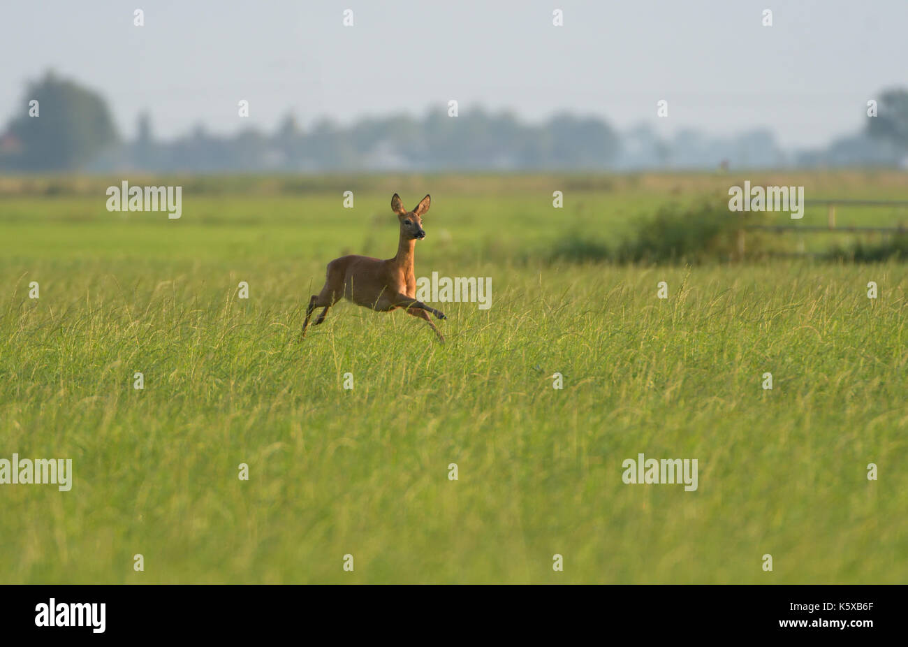 Roe Deer running through a meadow full of high grasses Stock Photo - Alamy