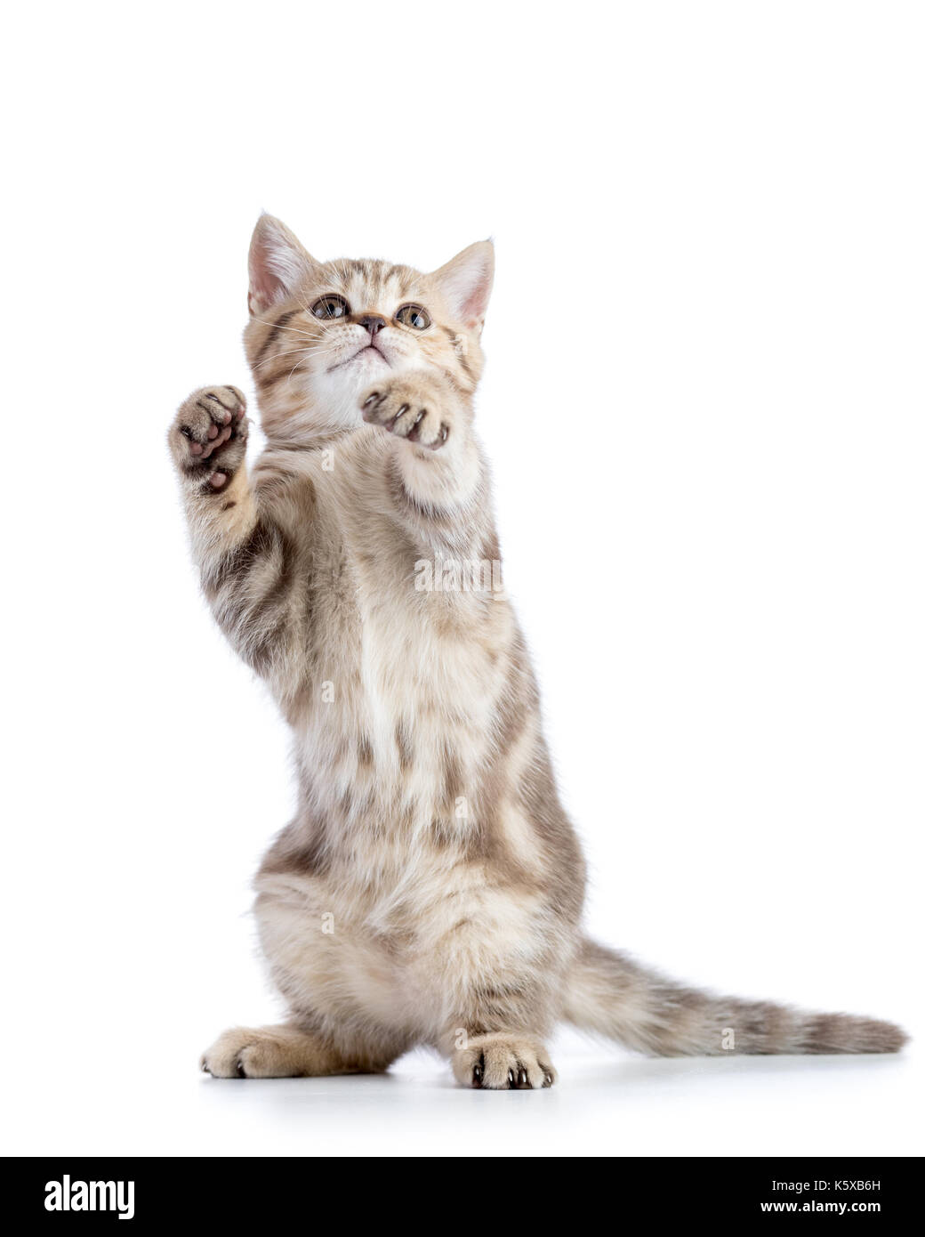 Striped Scottish kitten pure breed dancing isolated Stock Photo - Alamy