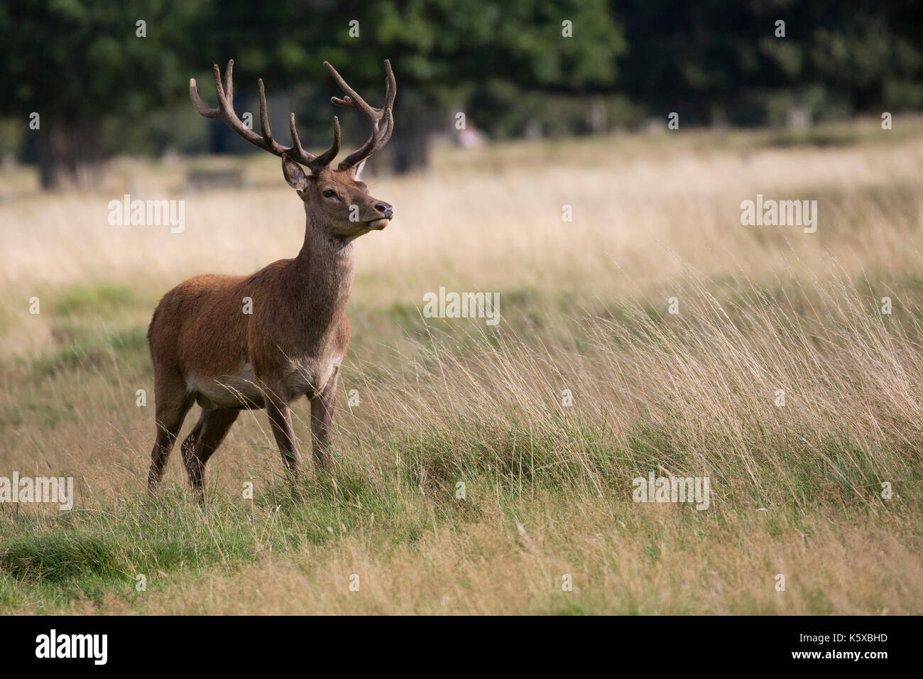A handsome Red Deer Stag looking across his grassland domain. Bushy ...