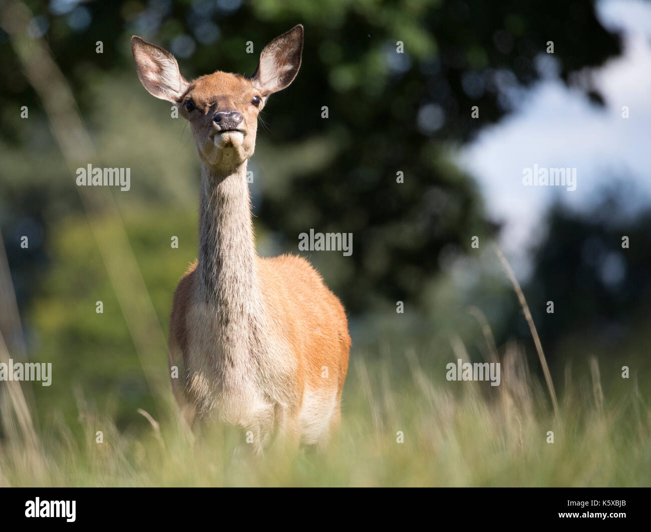 Long neck of deer hi-res stock photography and images - Alamy