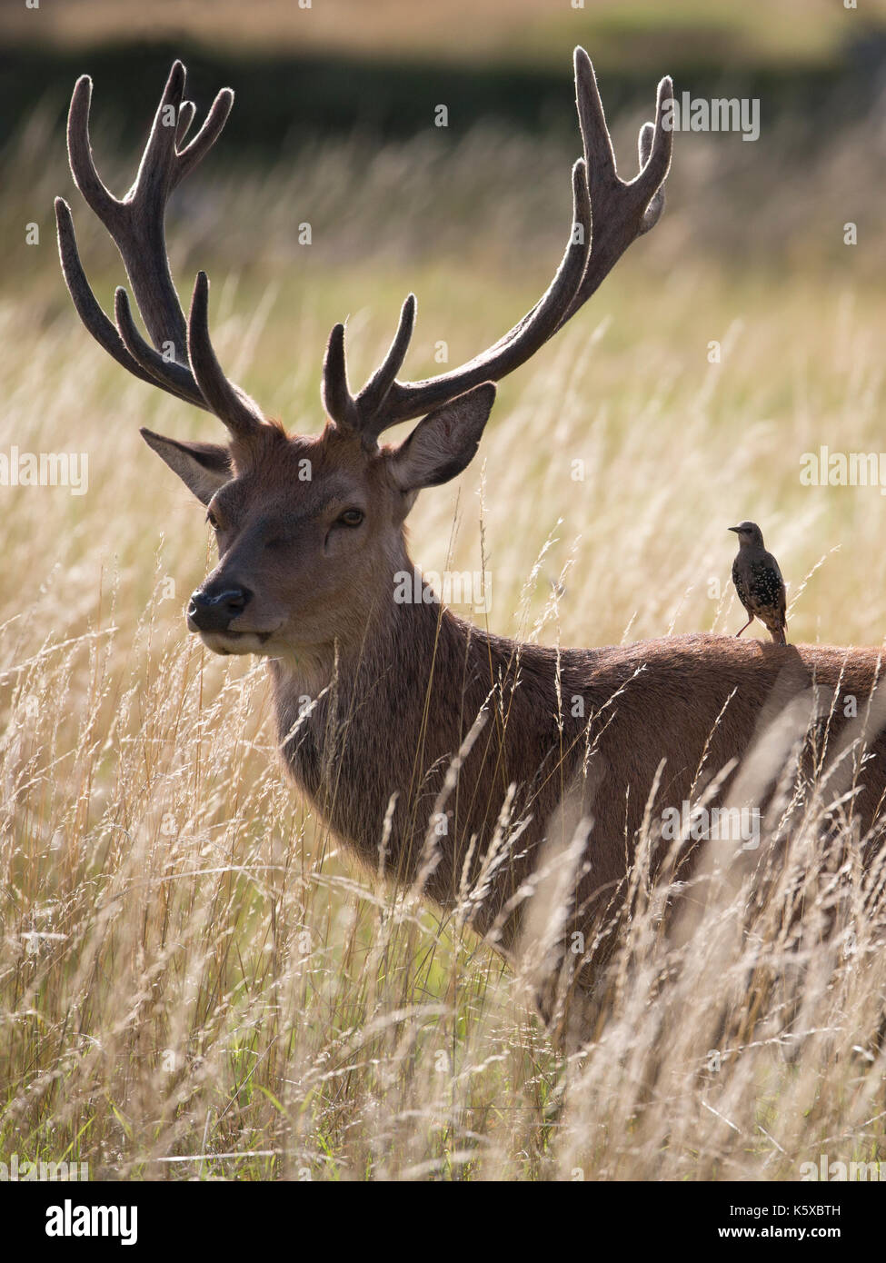 Stag looking hi-res stock photography and images - Alamy