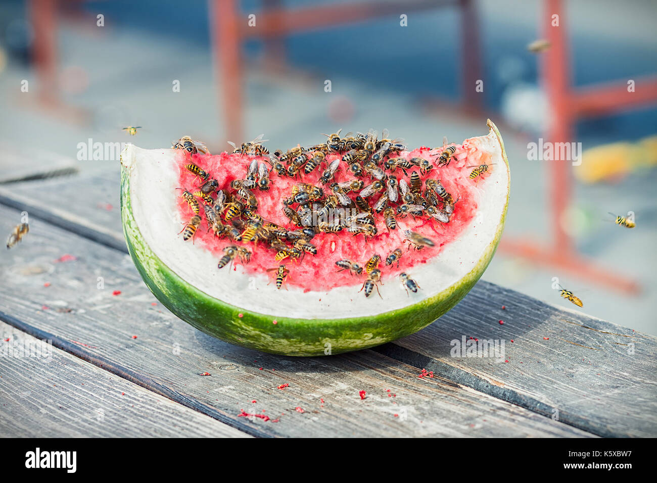 Watermelon slice covered with wasps and bees, outside on a wooden table ...
