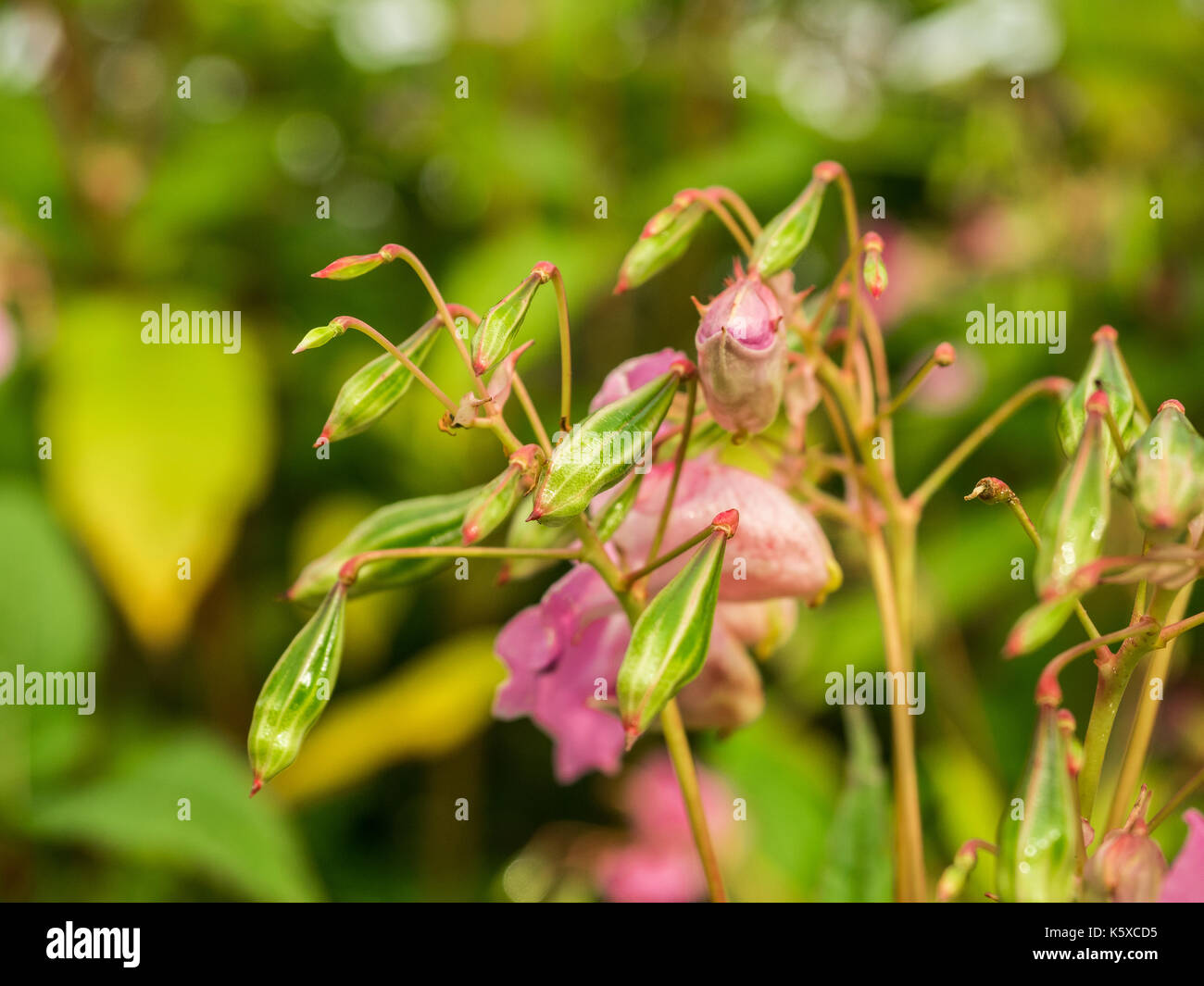 Impatiens Glandulifera Seed Pods High Resolution Stock Photography and ...