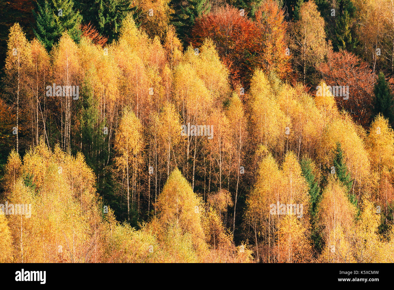Majestic yellow birch trees glowing by sunlight Stock Photo - Alamy