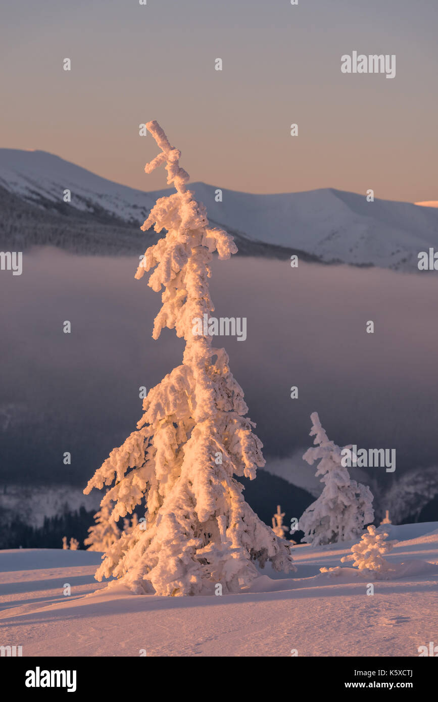 Tree is beautiful hi-res stock photography and images - Alamy