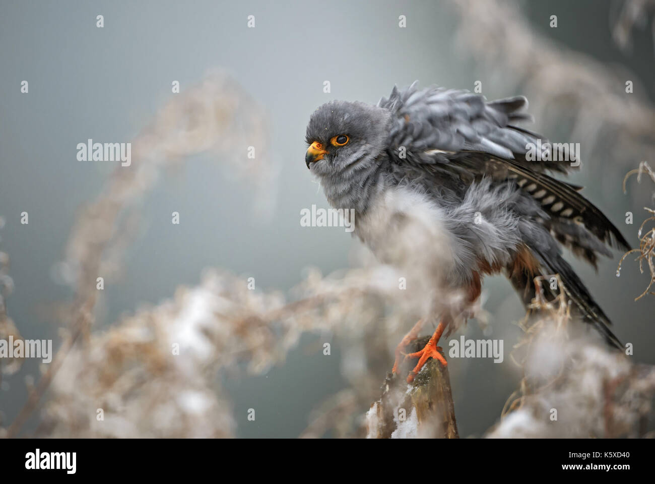 Red-footed Kestrel - Falco vespertinus Stock Photo - Alamy