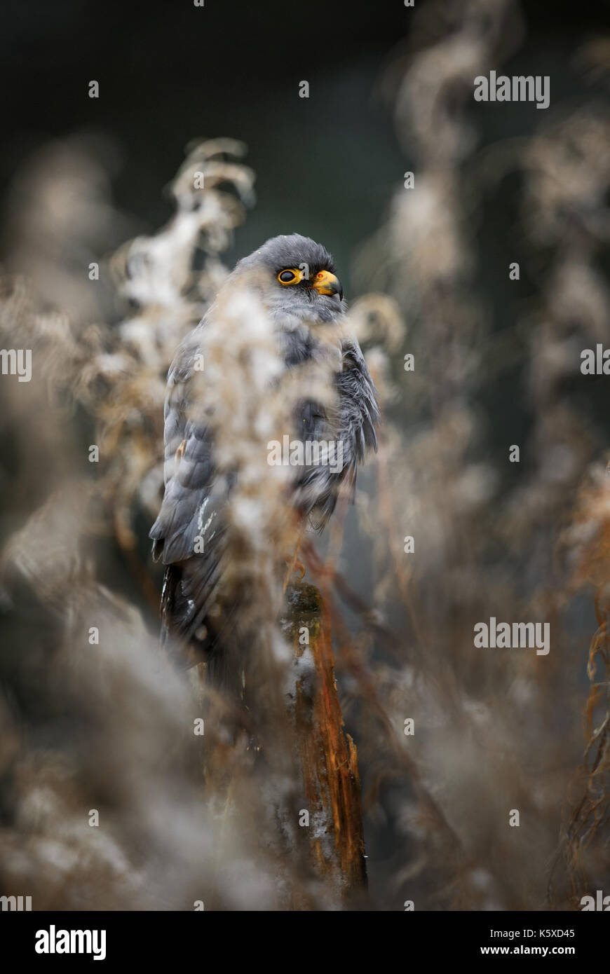 Red footed kestrel hi-res stock photography and images - Alamy