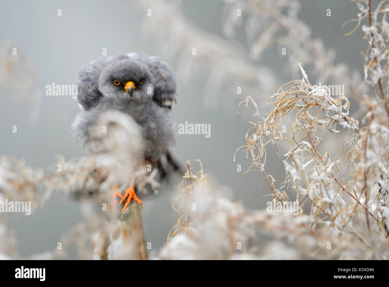 Red kestrel hi-res stock photography and images - Alamy