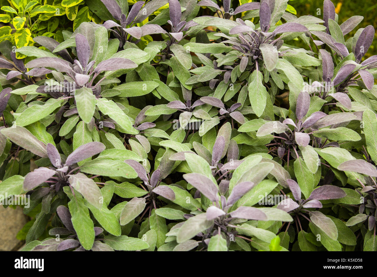 Herbs used in the kitchen: Sage (Salvia officinalis Purpurascens). The ...