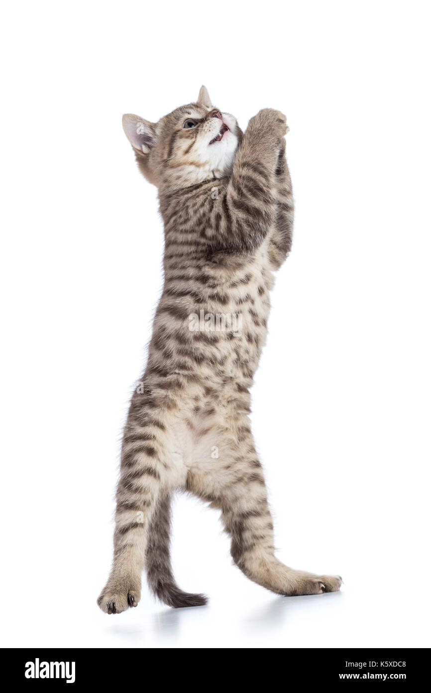 Funny kitten cat trying to catch something by paws and looking up ...