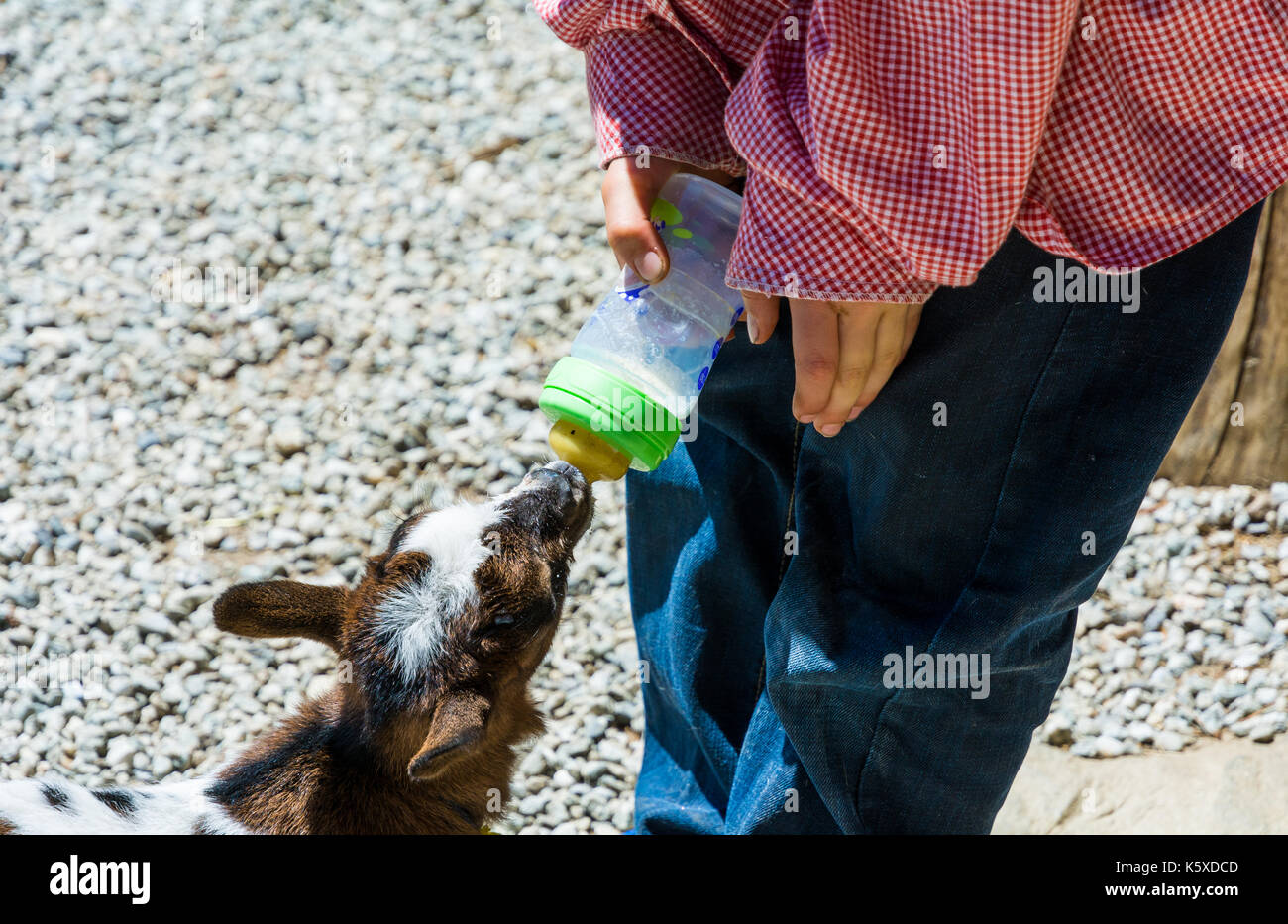 a young goat drinks milk from the bottle. vintage effect colors Stock ...
