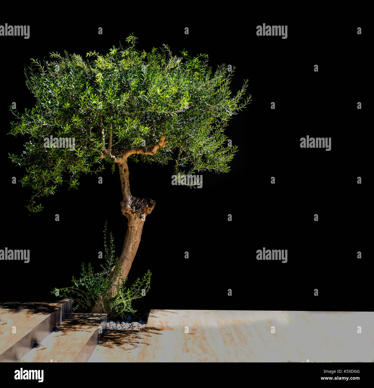 Olive tree black background Stock Photo - Alamy