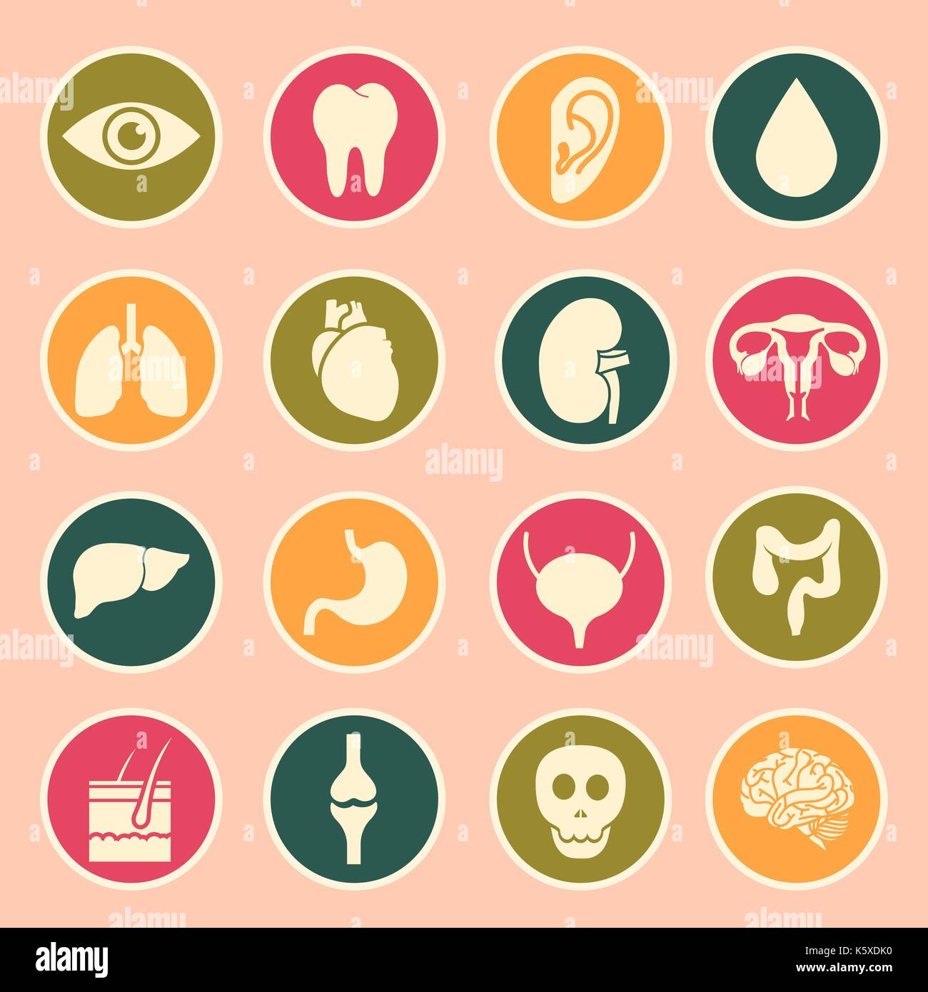 human organs icon Stock Vector Image & Art - Alamy