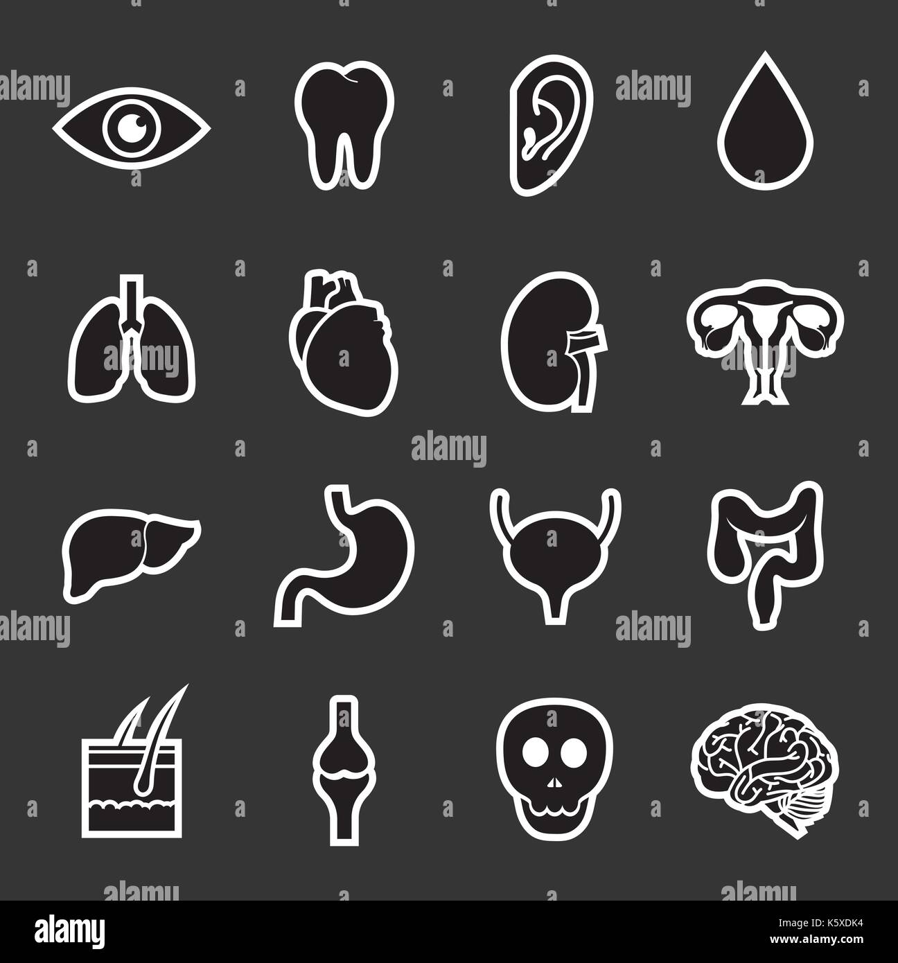human organs icon Stock Vector Image & Art - Alamy