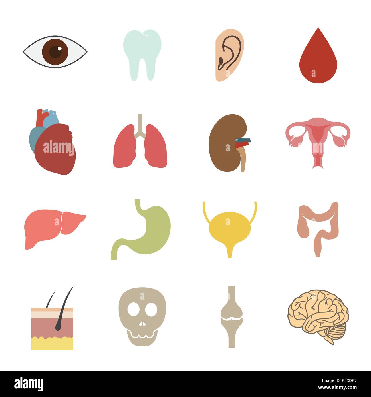 human organs icon Stock Vector Image & Art - Alamy