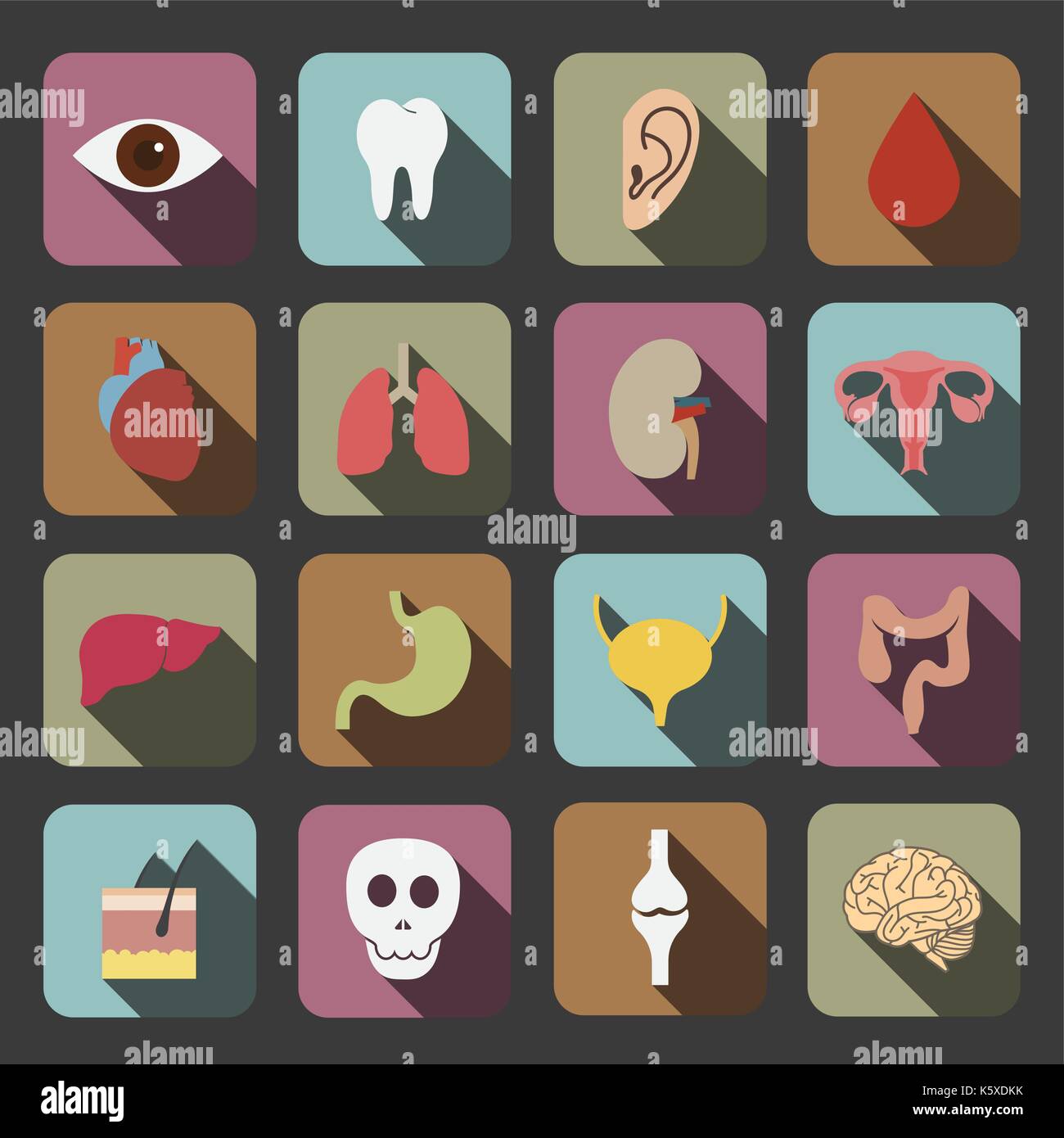 Human organs hi-res stock photography and images - Alamy